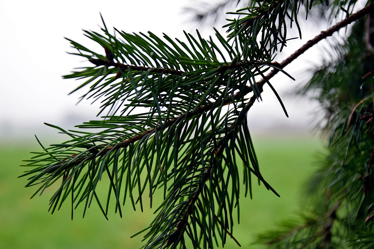 Spruce Branch Needles - Free photo on Pixabay - Pixabay