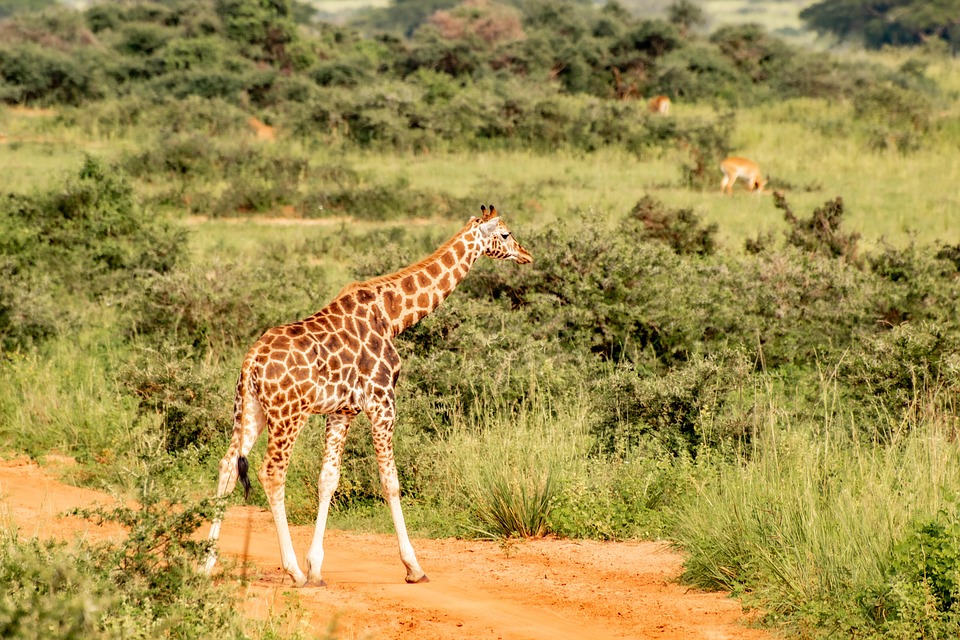Giraffe Wildlife Safari - Free photo on Pixabay