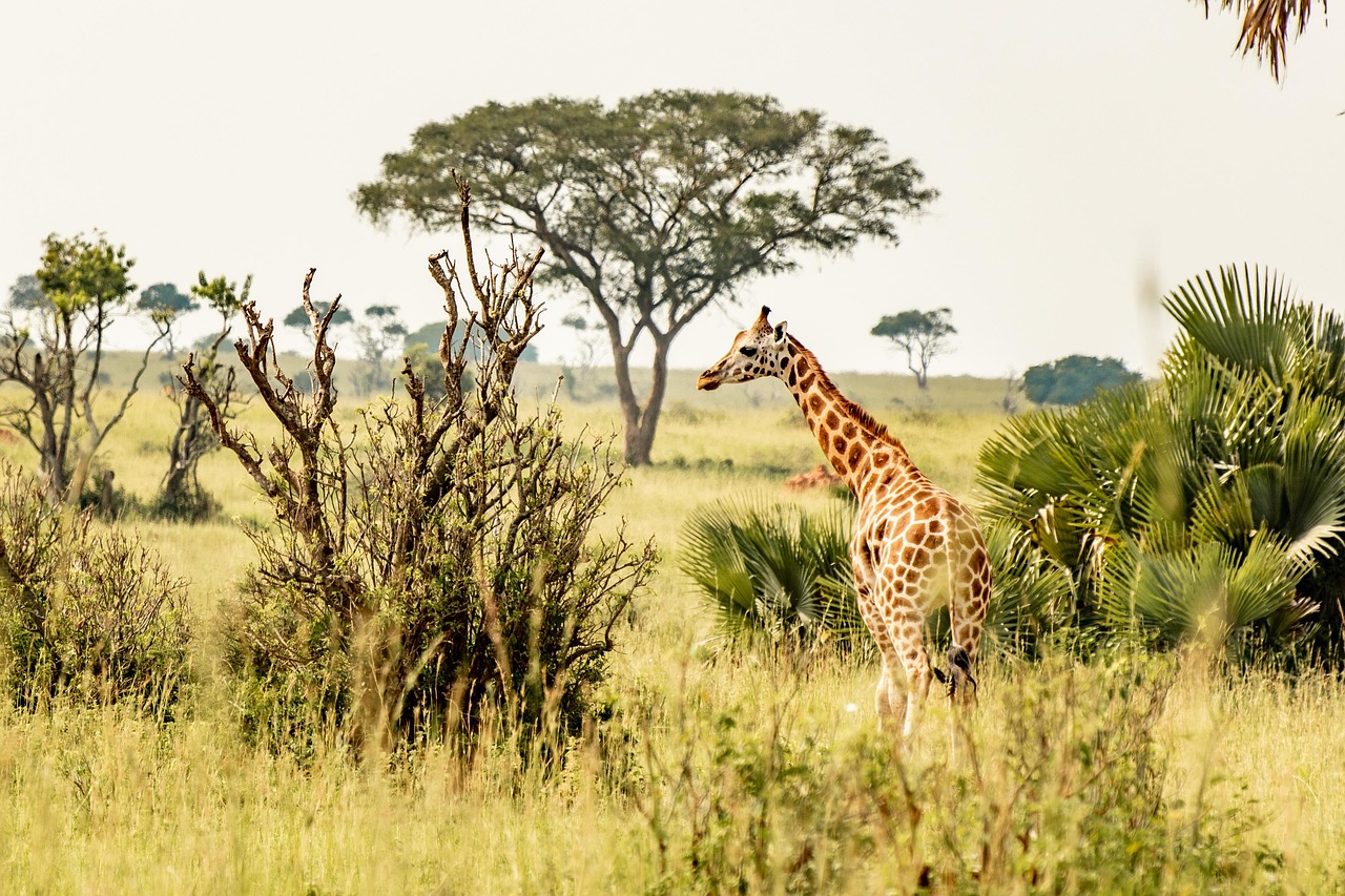 Giraffe Wildlife Safari - Free photo on Pixabay - Pixabay