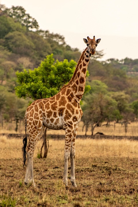 Giraffe Wildlife Safari - Free photo on Pixabay