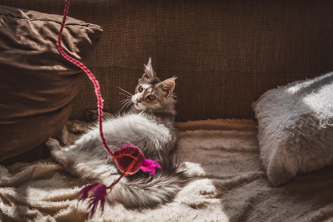 Cat En Jouant Appartement Chat - Photo gratuite sur Pixabay