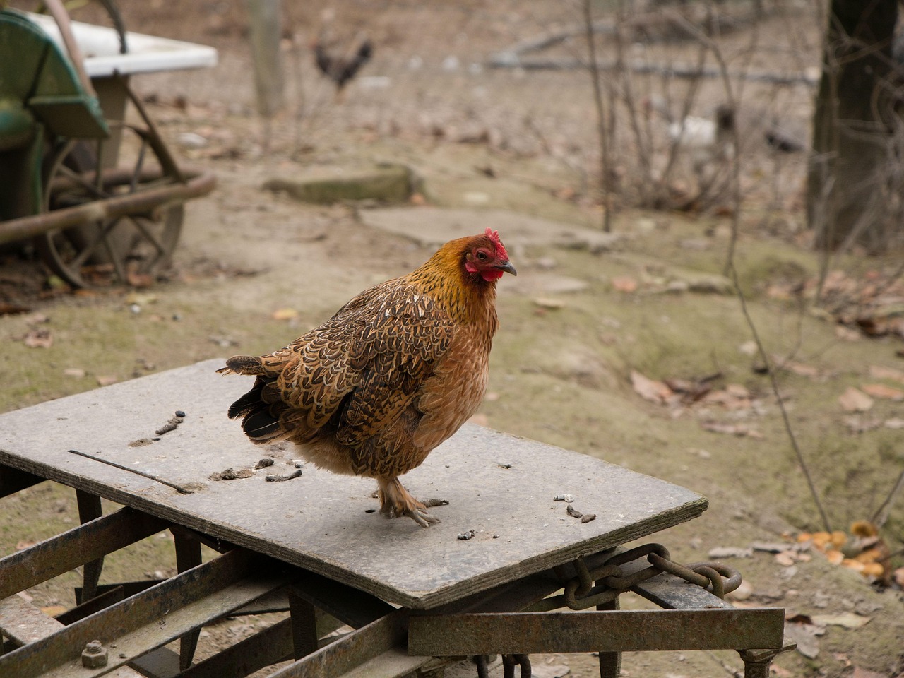 Hen Breeding Landlord - Free photo on Pixabay - Pixabay