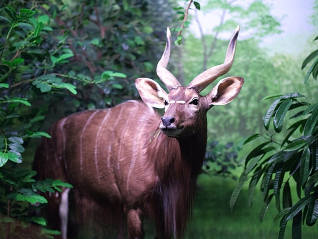 Viata Salbatica Safari Animale - Fotografie gratuită pe Pixabay - Pixabay