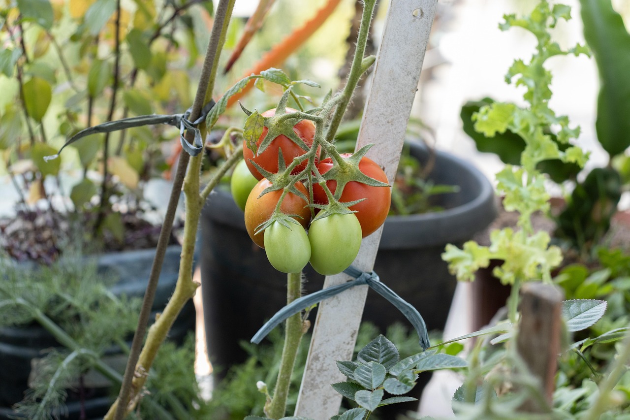 Tomato Food Tomatoes - Free photo on Pixabay - Pixabay