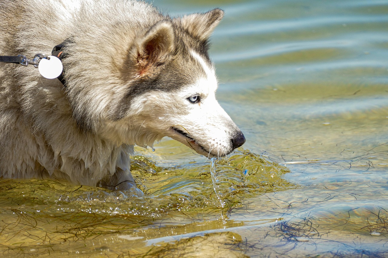 Husky Sea North - Free photo on Pixabay