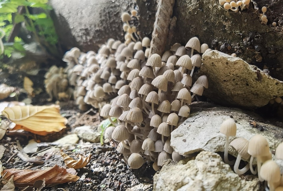 Forest Nature Mushrooms - Free photo on Pixabay - Pixabay