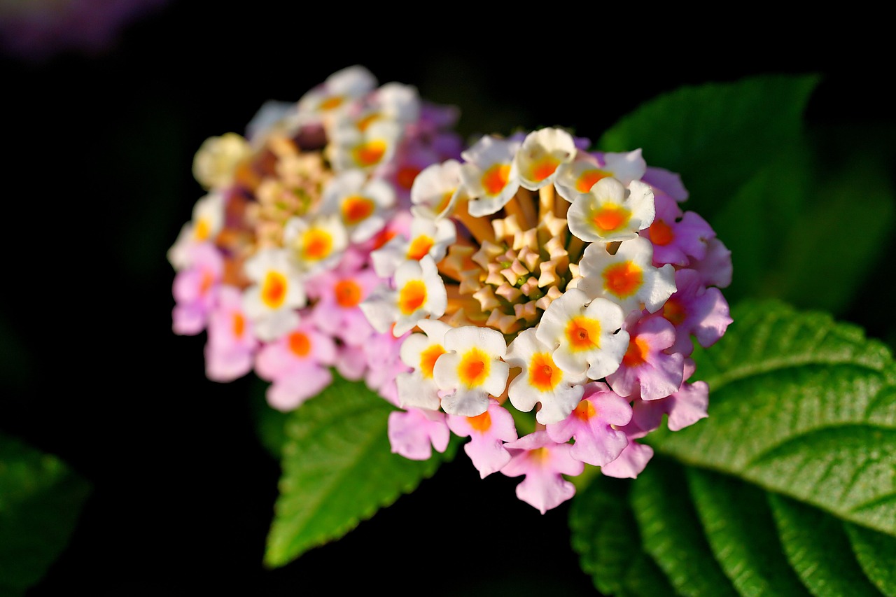 Lantana Flower Flora - Free photo on Pixabay