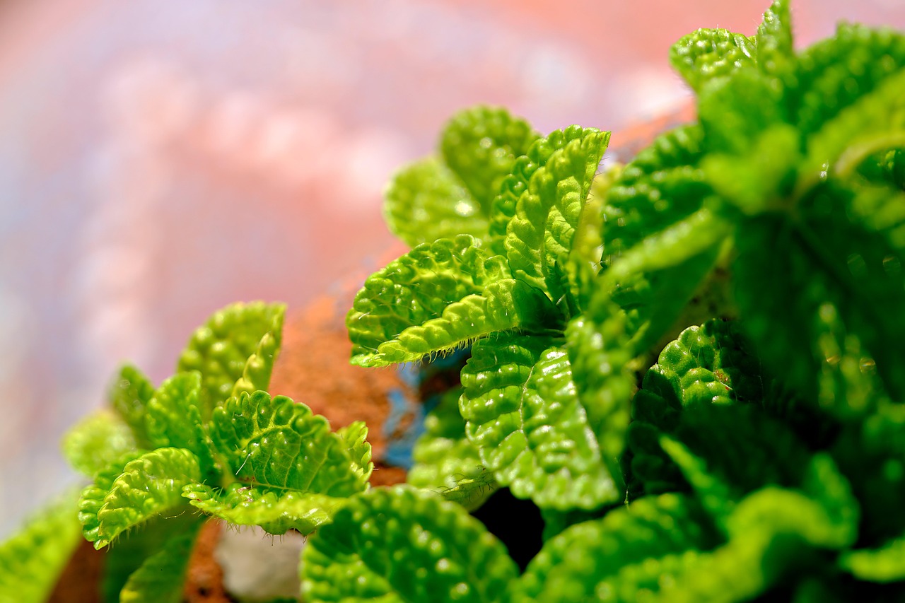 Peppermint Leaves Plant Free Photo On Pixabay Pixabay