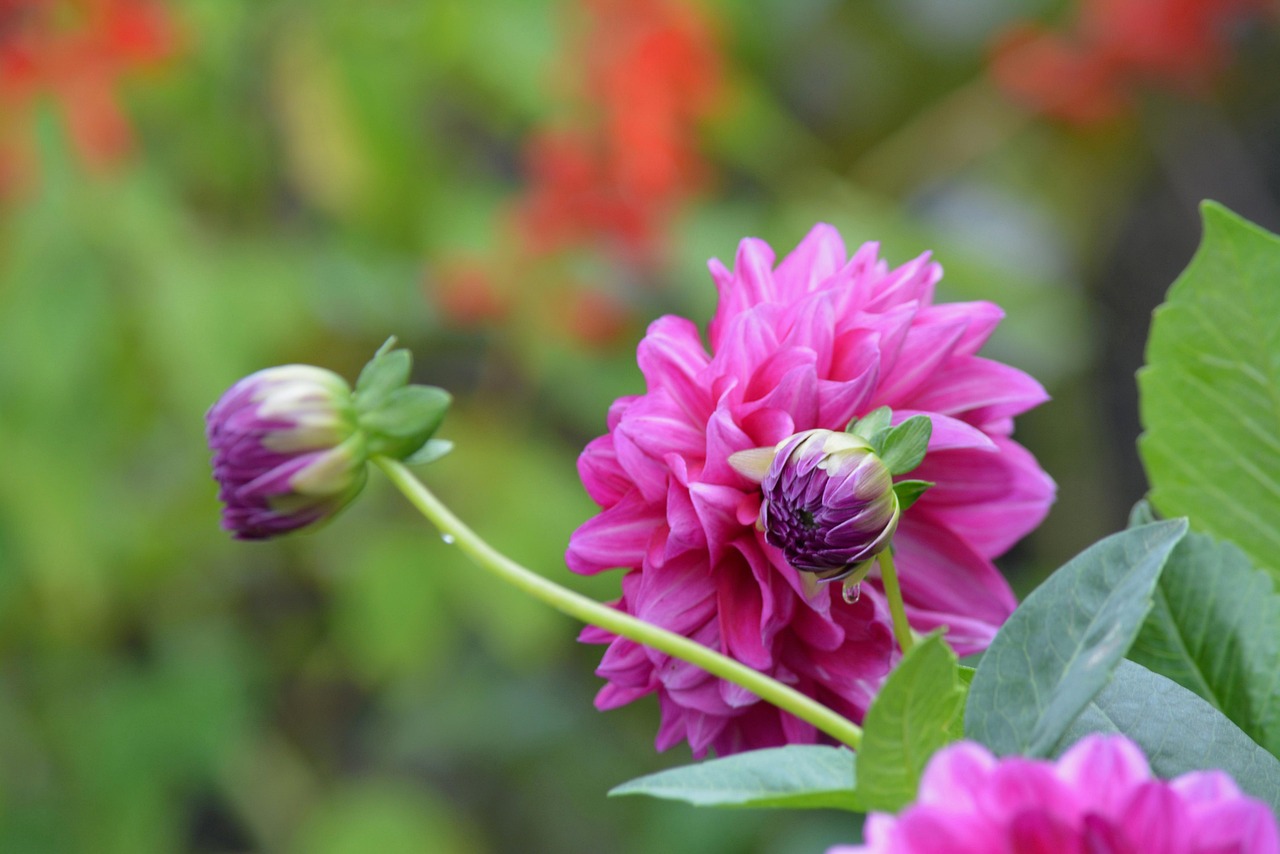 Kukka Dahlia Pinnata Silmut - Ilmainen valokuva Pixabayssa - Pixabay