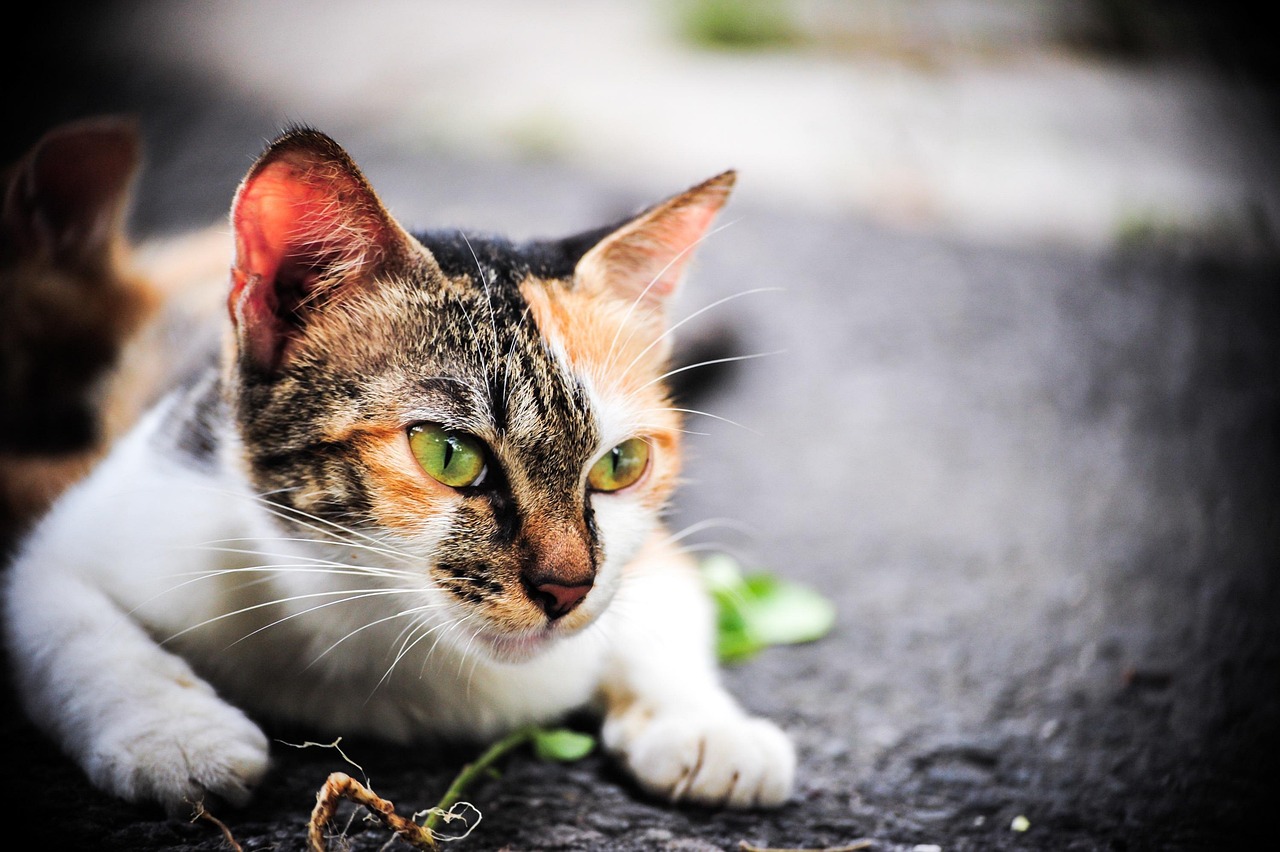 Gato Animal Al Aire Libre - Foto gratis en Pixabay - Pixabay