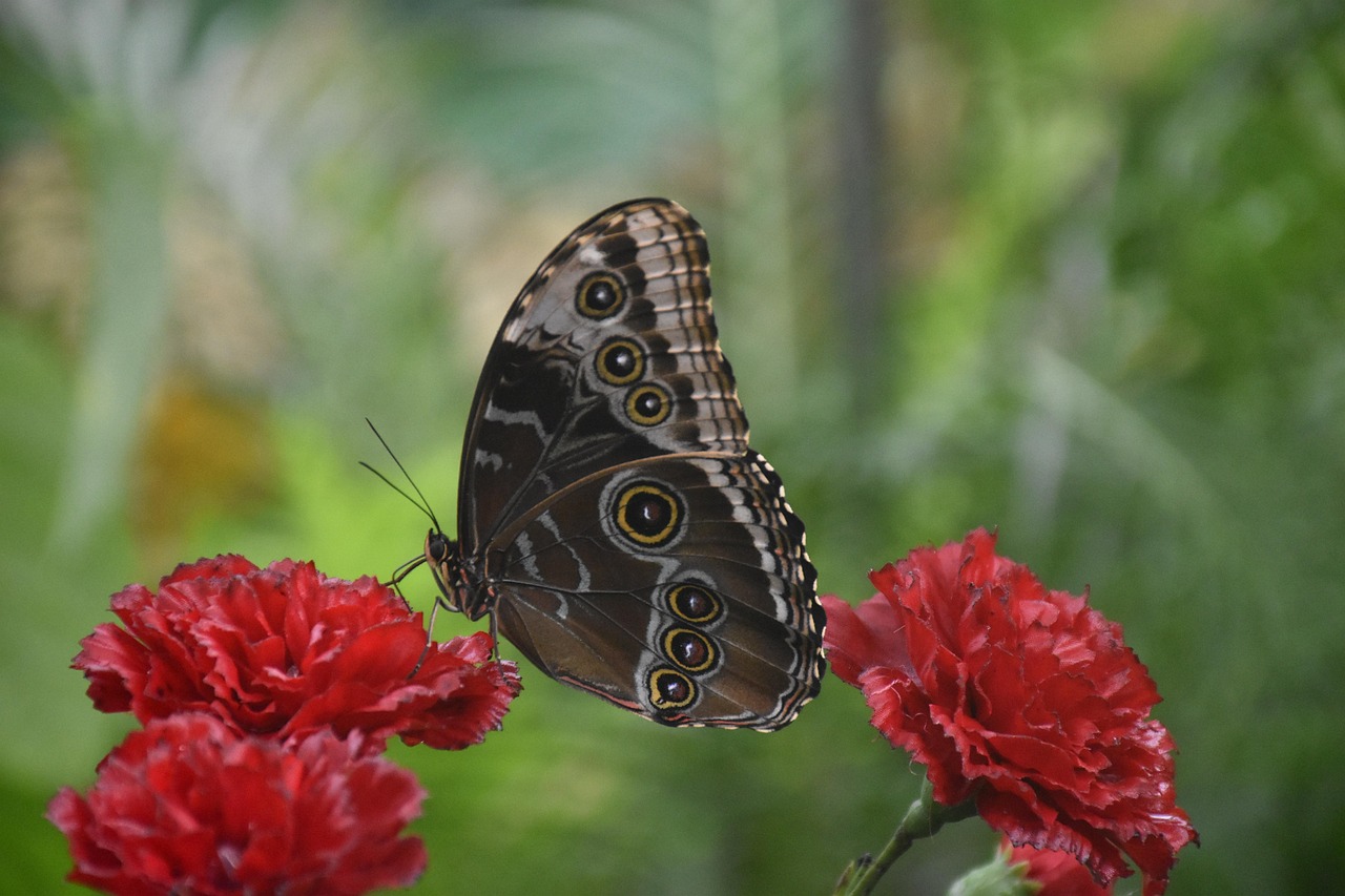 Butterfly Flying Insect Wings - Free photo on Pixabay
