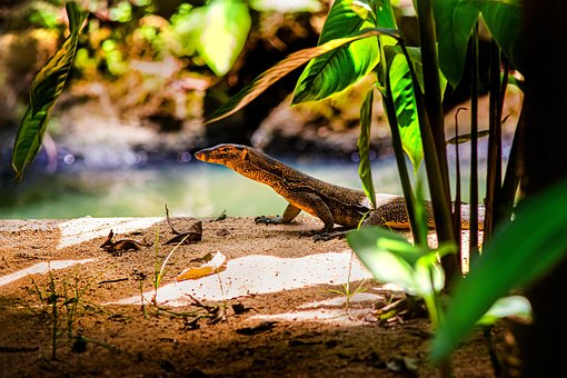 1+ Free Asiatischer Wassermonitor & Reptile Images - Pixabay