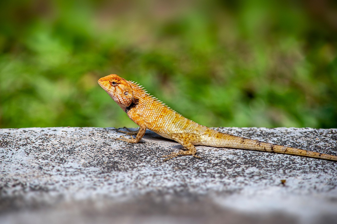 Calotes Versicolor Care Sheet