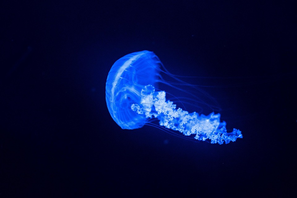 Jellyfish Sea Water - Free photo on Pixabay - Pixabay