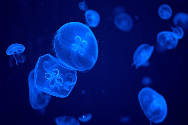 Medusa Mar Agua - Foto gratis en Pixabay