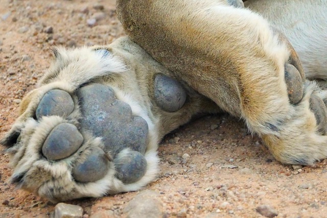 Lion Patte Afrique - Photo gratuite sur Pixabay - Pixabay