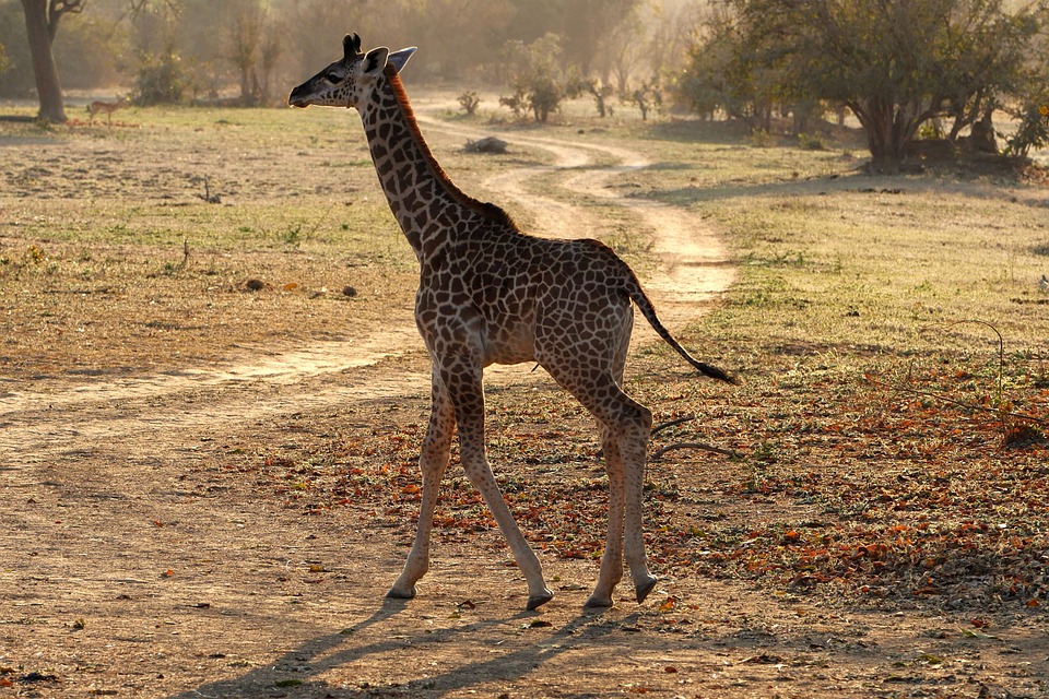 Giraffe Safari Africa - Free photo on Pixabay