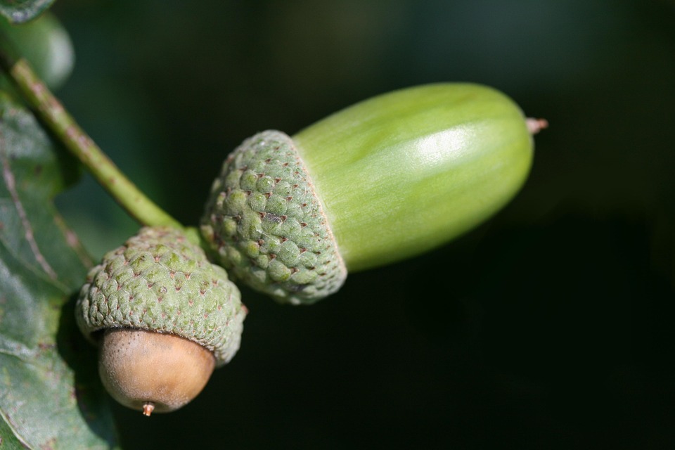 Bellotas Fruta De Arbol Soporte - Foto gratis en Pixabay