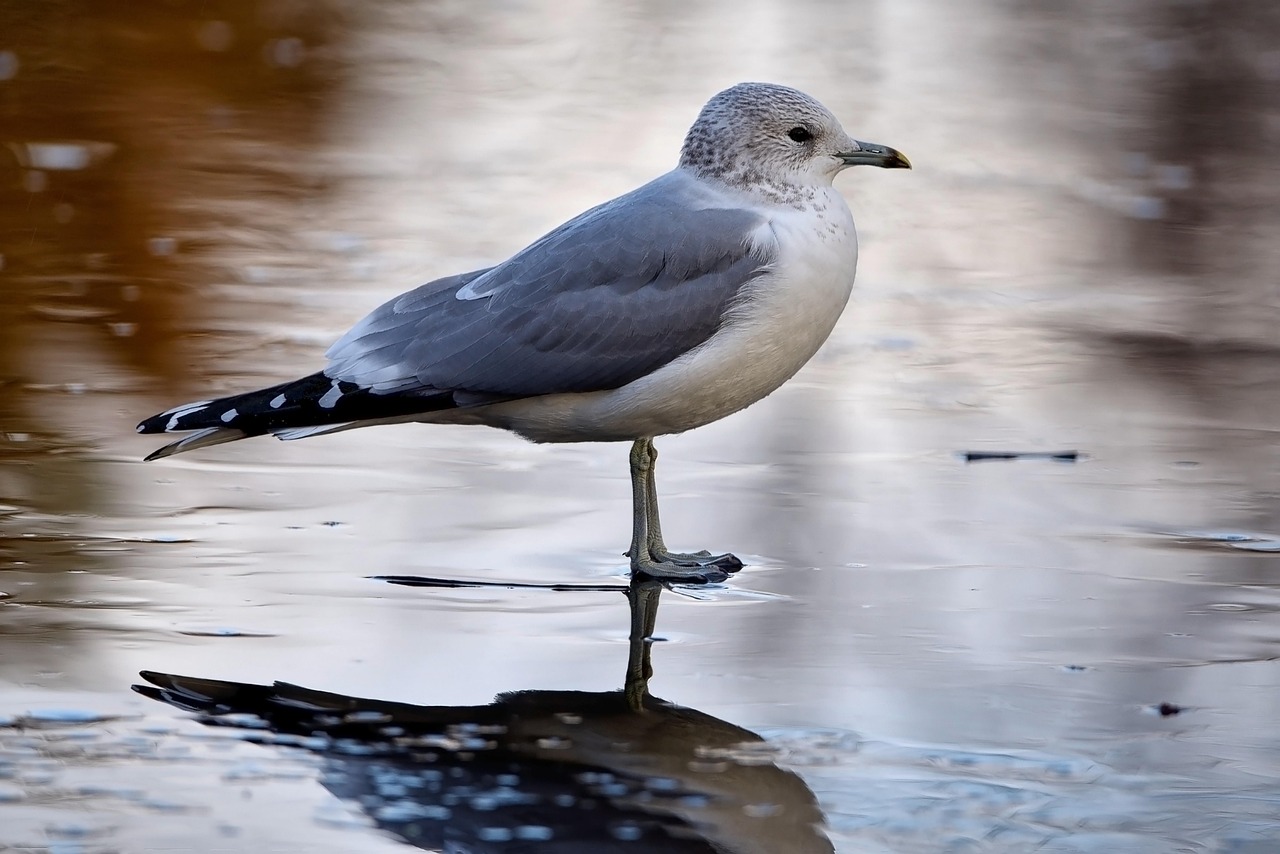 Bird Common Gull Ornithology - Free photo on Pixabay - Pixabay