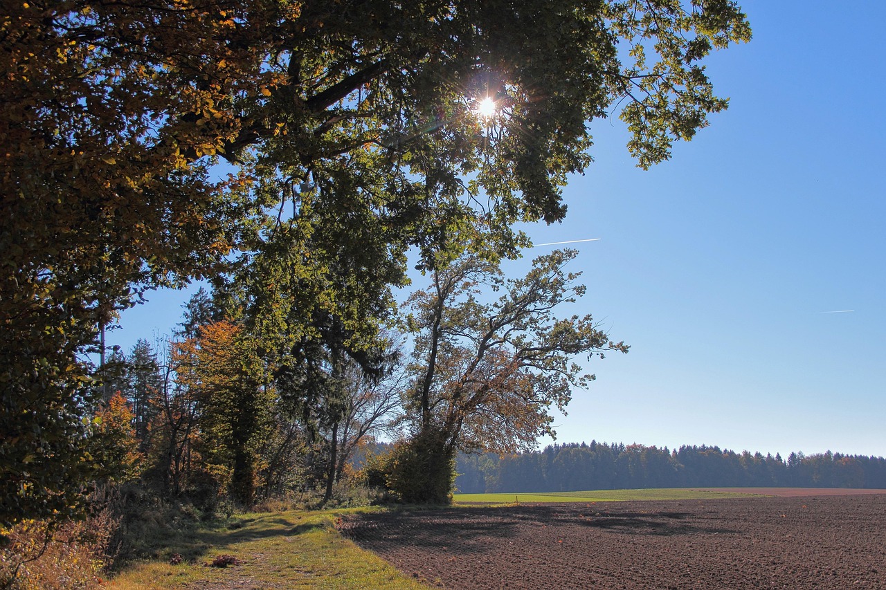 Landscape Photo Autumn Forest - Free photo on Pixabay - Pixabay