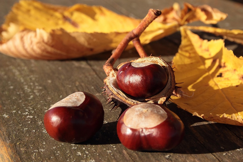 Gesztenye Héja - Ingyenes fotó a Pixabay-en
