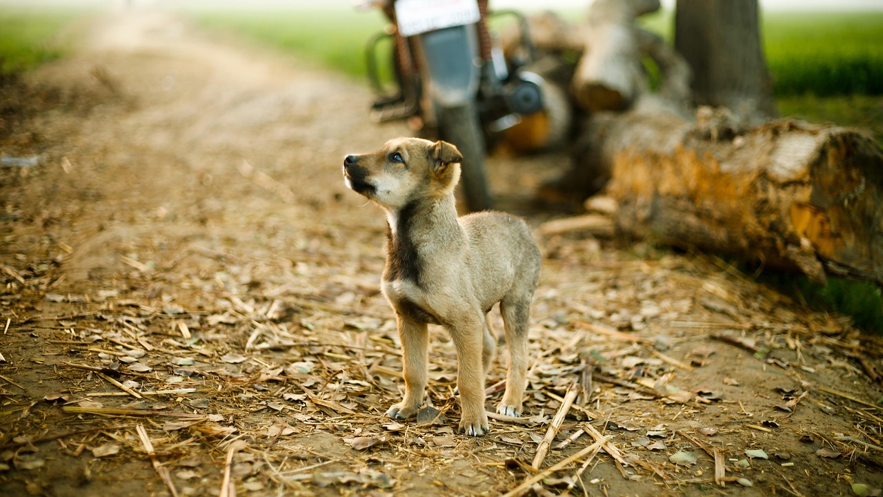 Dog Pet Animal - Free photo on Pixabay - Pixabay