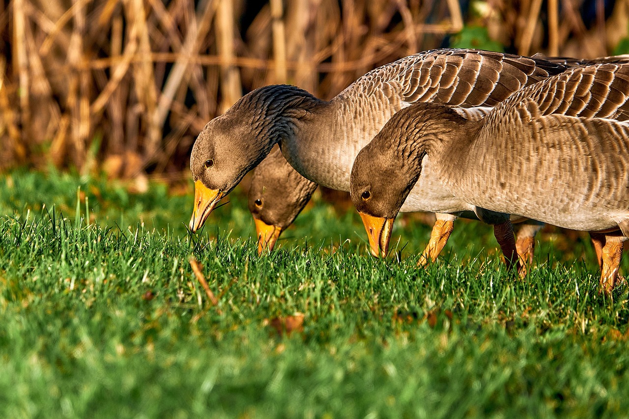 Geese Greylag Goose Field - Free photo on Pixabay