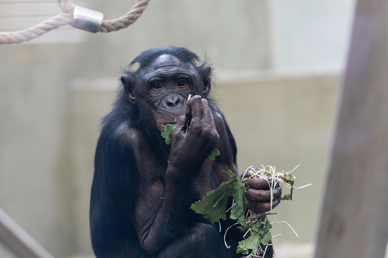 Ape Dyr Pattedyr - Gratis foto på Pixabay - Pixabay