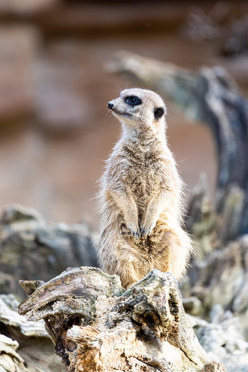 Erdmännchen Nagetier Säugetier - Kostenloses Foto auf Pixabay - Pixabay