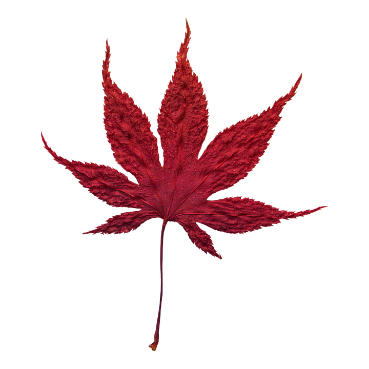 Download Japanese Maple, Foliage Leaf, Fall. Royalty-Free Stock ...