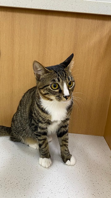 Gato Malhado Animal Animais De - Foto gratuita no Pixabay - Pixabay