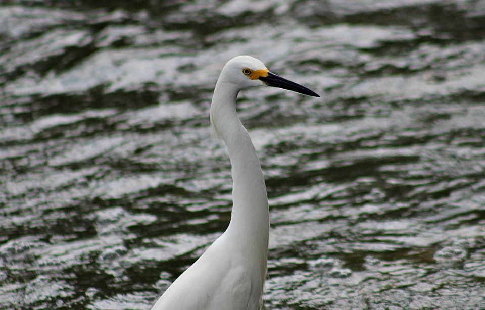 Egret Bird Animal - Free photo on Pixabay