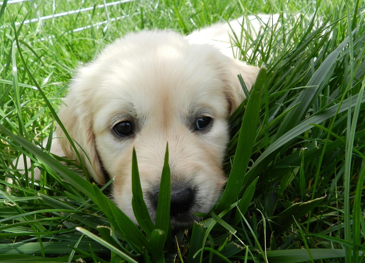 Cachorro Golden Retriever Cesped - Foto gratis en Pixabay - Pixabay