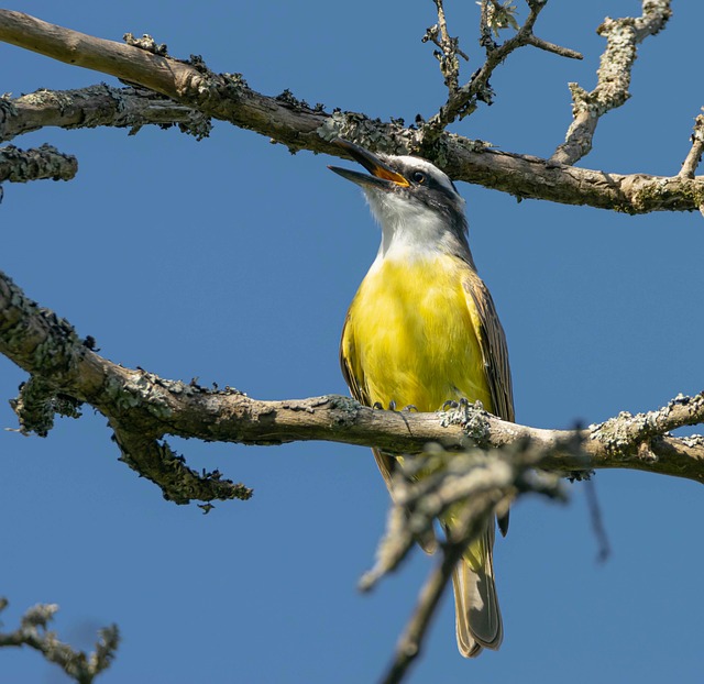 Great Kiskadee Bird Branch - Free photo on Pixabay