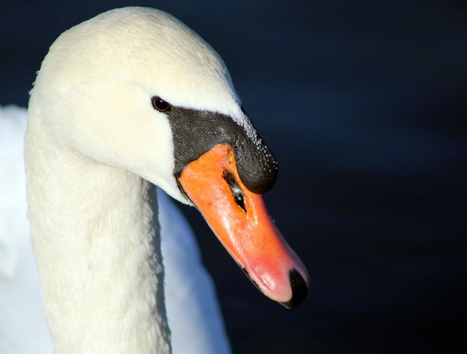 Weißer Schwan Wasservogel - Kostenloses Foto auf Pixabay