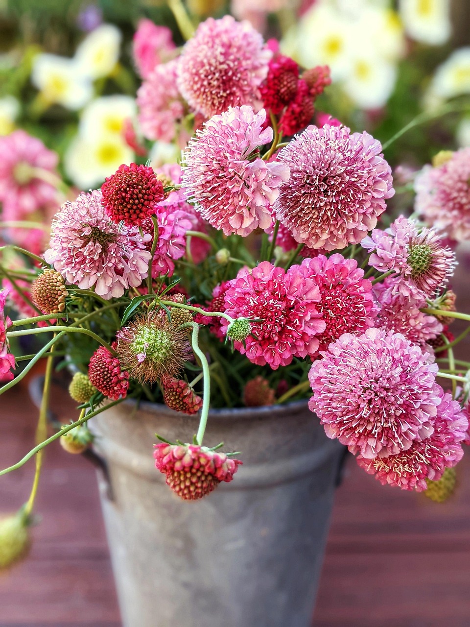 Scabiosa Bouquet Pink Flowers - Free photo on Pixabay