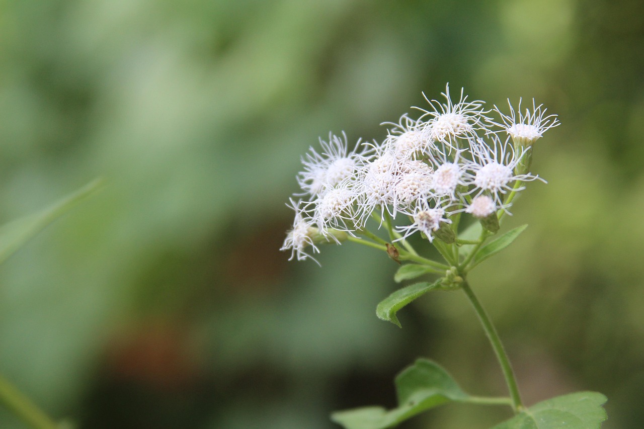 Flower Bunga Mawar - Free photo on Pixabay - Pixabay