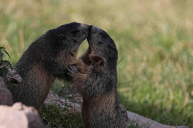 Marmot Kiss Love - Free photo on Pixabay - Pixabay