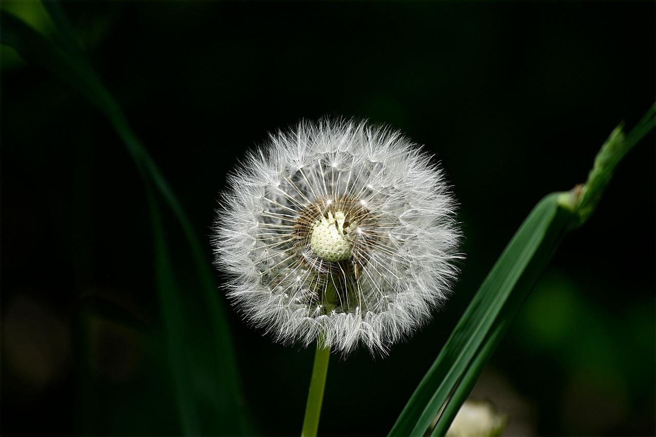 Dandelion Flower Seeds Seed - Free photo on Pixabay - Pixabay