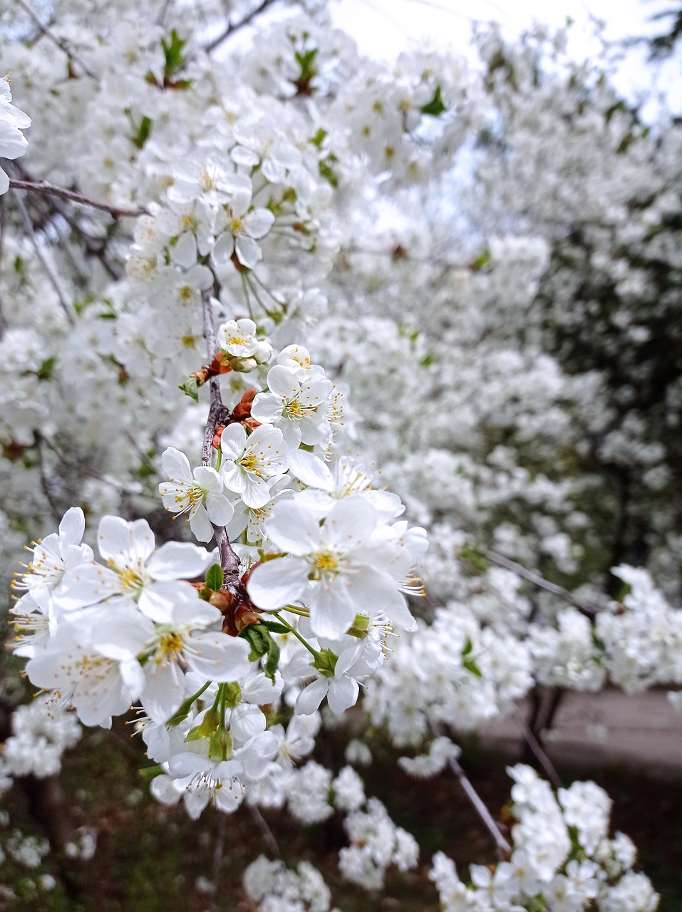 Fleurs Pétales Bois Le - Photo gratuite sur Pixabay - Pixabay