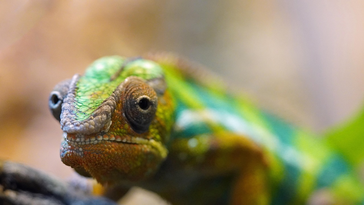 Más De 800 Imágenes Gratis De Biodiversidad Y Naturaleza Pixabay