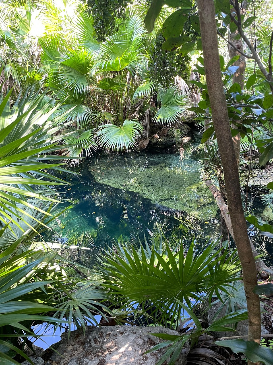 Jungle Sinkhole Cenote Swim Hole - Free photo on Pixabay - Pixabay