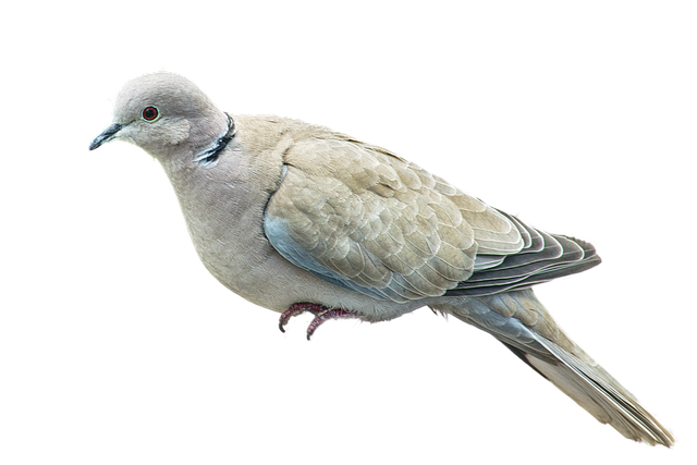 Taube Vogel Ornitologe - Kostenloses Foto auf Pixabay - Pixabay