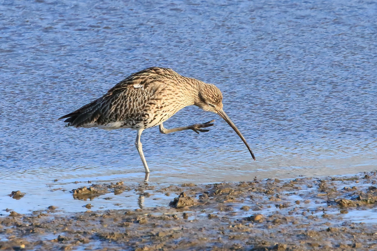 90+ Free Curlew & Bird Images - Pixabay