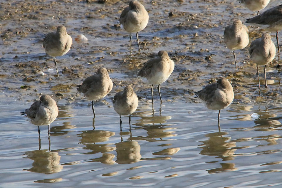 Birds Waterbird Wader - Free photo on Pixabay - Pixabay