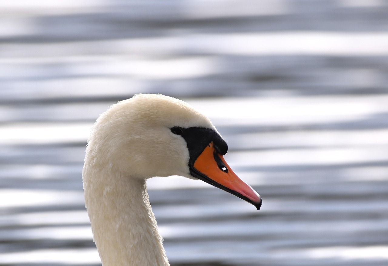 Swan Mute Head - Free photo on Pixabay
