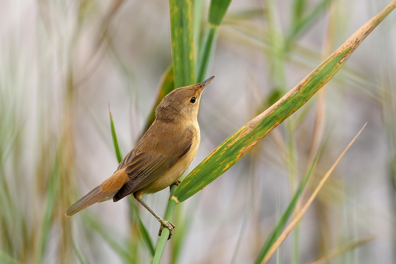 Warbler Bird Reed - Free photo on Pixabay - Pixabay