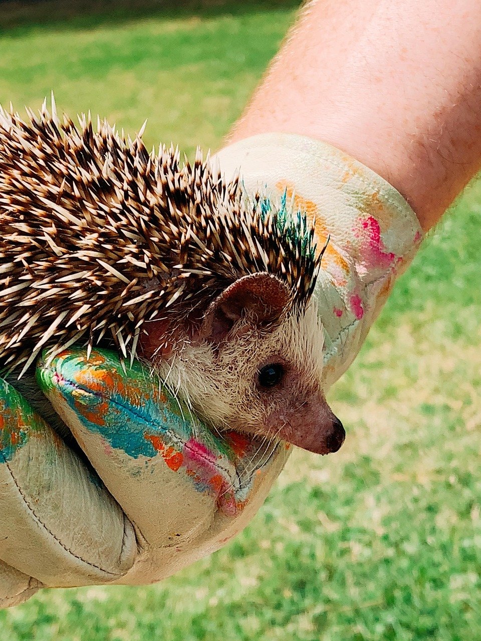 Hérisson Animal Mammifère - Photo gratuite sur Pixabay - Pixabay