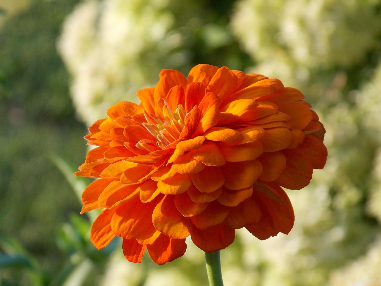 Zinnia Nature Fleur - Photo gratuite sur Pixabay - Pixabay