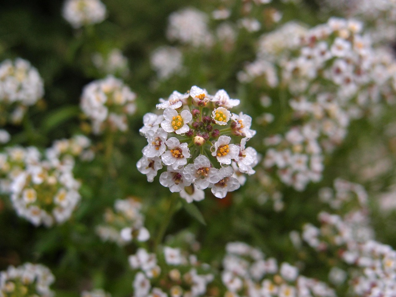 Flower Lantana Bloom - Free photo on Pixabay - Pixabay